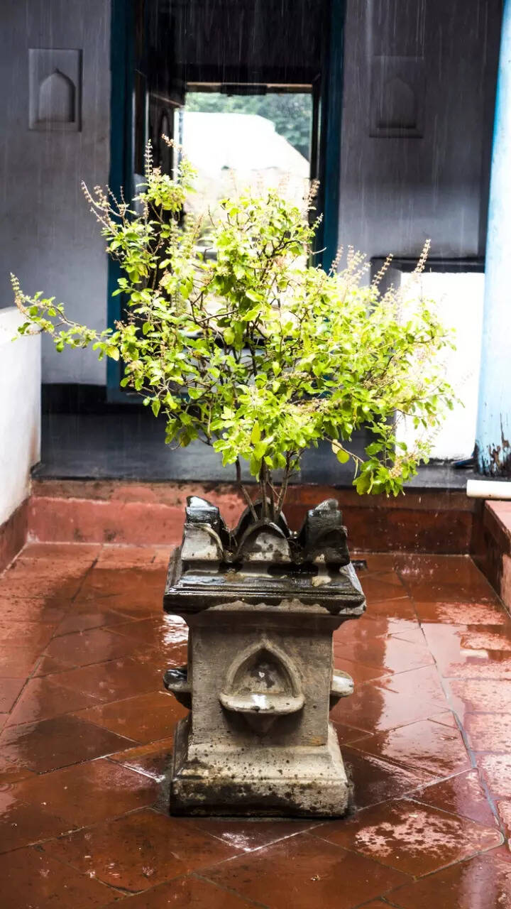 tulsi plant location in house