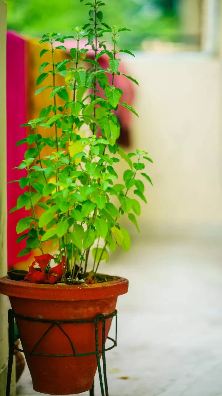 tulsi plant location in house