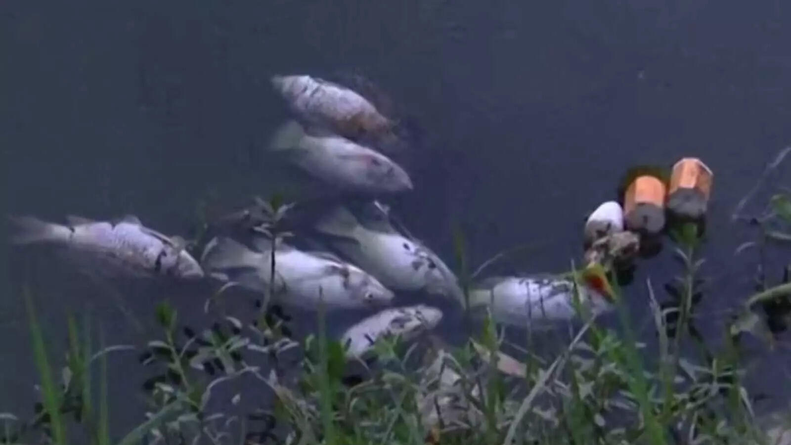 Bengaluru: Fish in Haralur Lake perish after sewage water seeps through