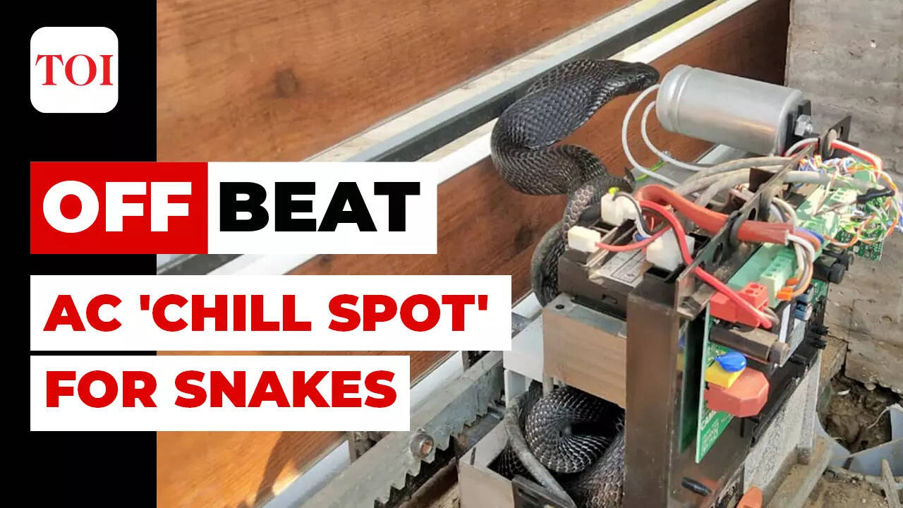 Ahmedabad: When snakes seek shelter inside ACs in bungalows
