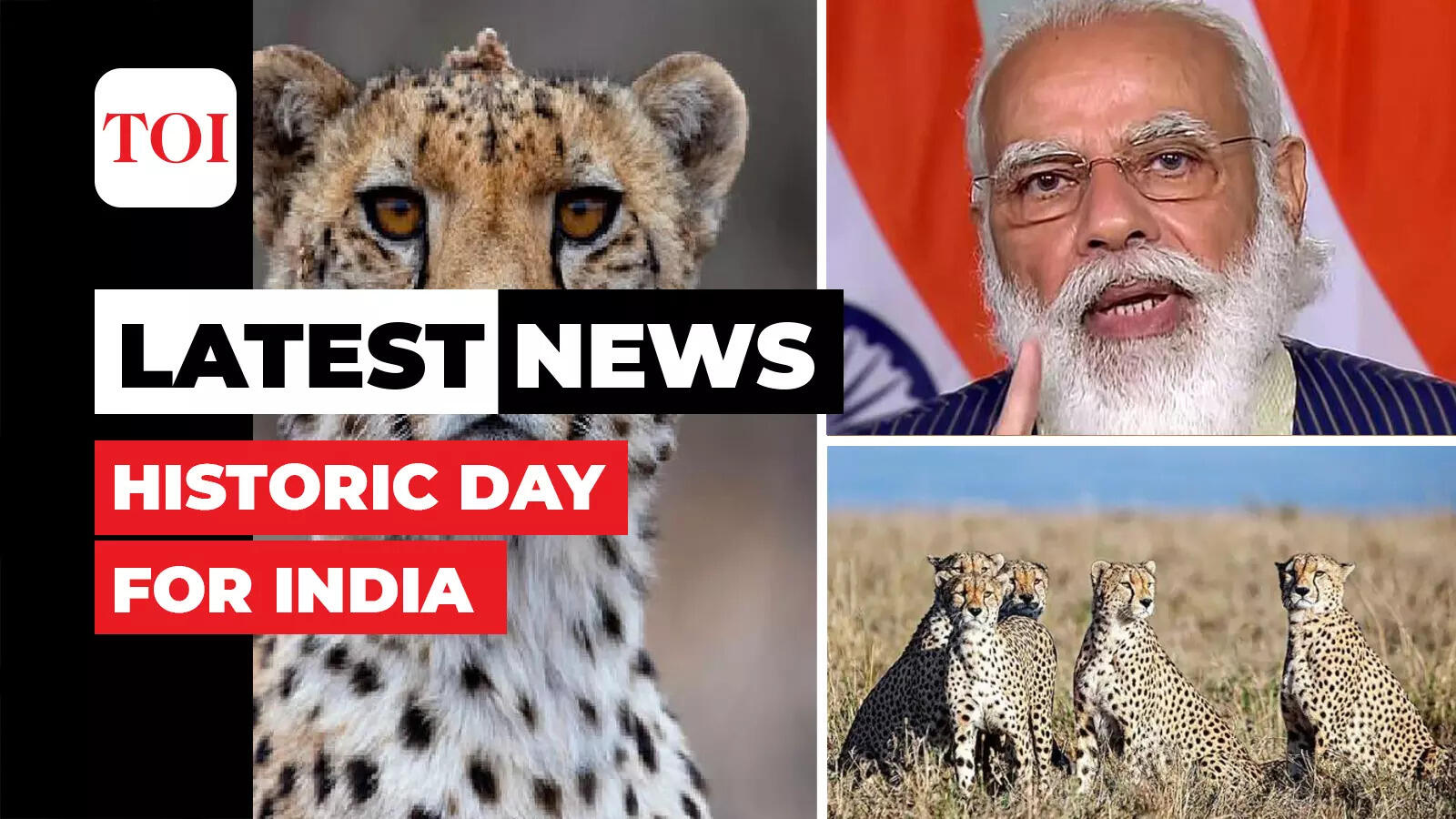Watch: 8 cheetahs reach Kuno National Park in Madhya Pradesh