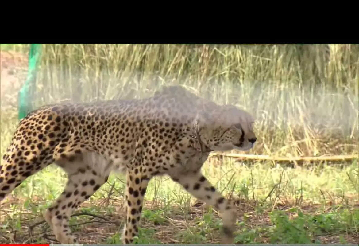 Prime Minister Narendra Modi releases 8 cheetahs in MP's Kuno National ... Prime Minister Narendra Modi releases 8 cheetahs in MP's Kuno National ...