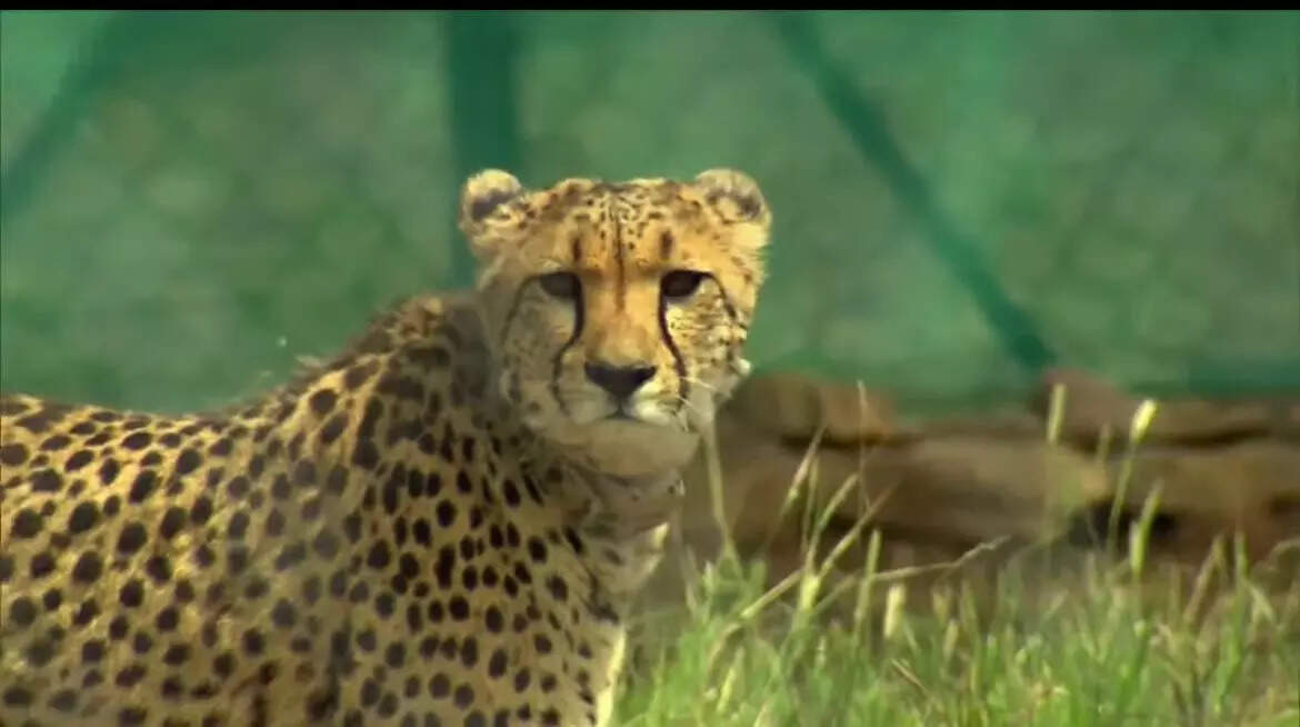Prime Minister Narendra Modi releases 8 cheetahs in MP's Kuno National ...