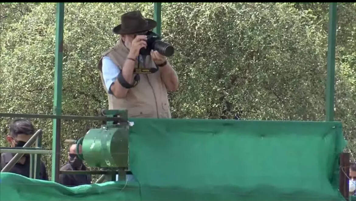 Prime Minister Narendra Modi releases 8 cheetahs in MP's Kuno National Park | India News - Times ...