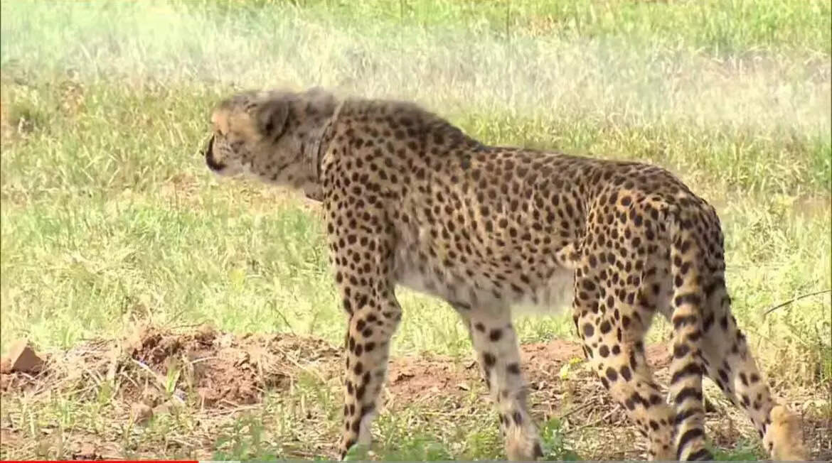 Prime Minister Narendra Modi releases 8 cheetahs in MP's Kuno National ...