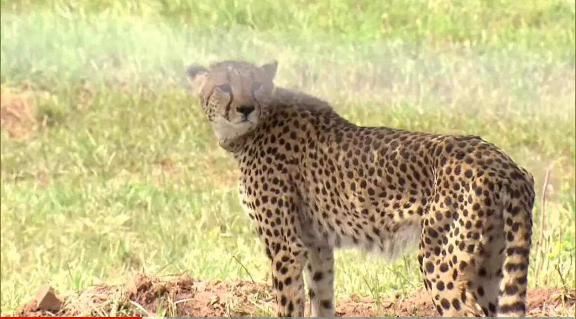 Prime Minister Narendra Modi releases 8 cheetahs in MP's Kuno National ... Prime Minister Narendra Modi releases 8 cheetahs in MP's Kuno National ...