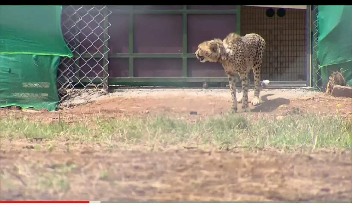 Prime Minister Narendra Modi releases 8 cheetahs in MP's Kuno National ... Prime Minister Narendra Modi releases 8 cheetahs in MP's Kuno National ...