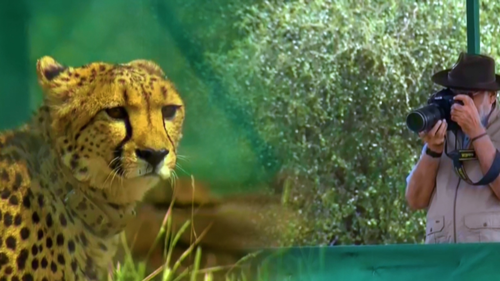 PM Modi releases Cheetahs in Kuno National Park