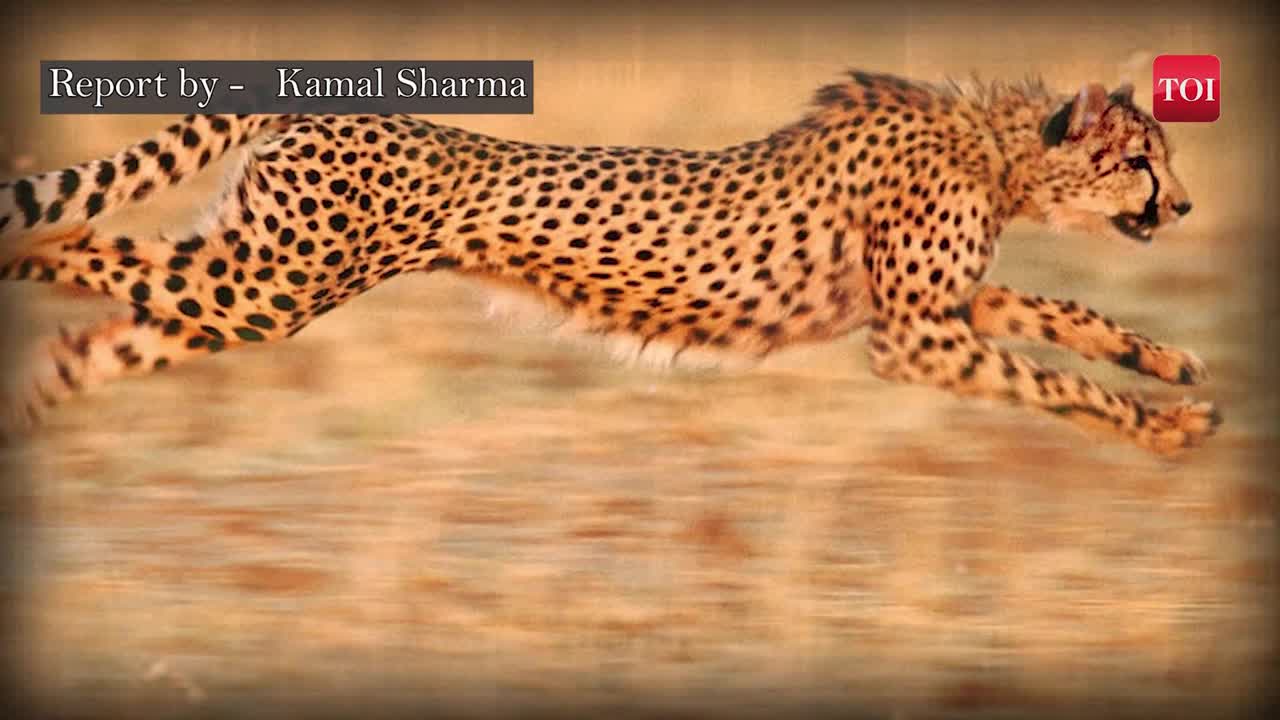 Unveiling the story behind the last three cheetahs of India