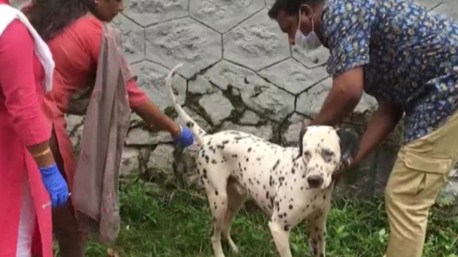 Kerala: Pet dogs given anti-rabies vaccine amid the rise in dog-bite cases