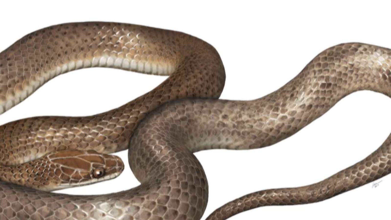 Scientists discover three underground snake species in Ecuador