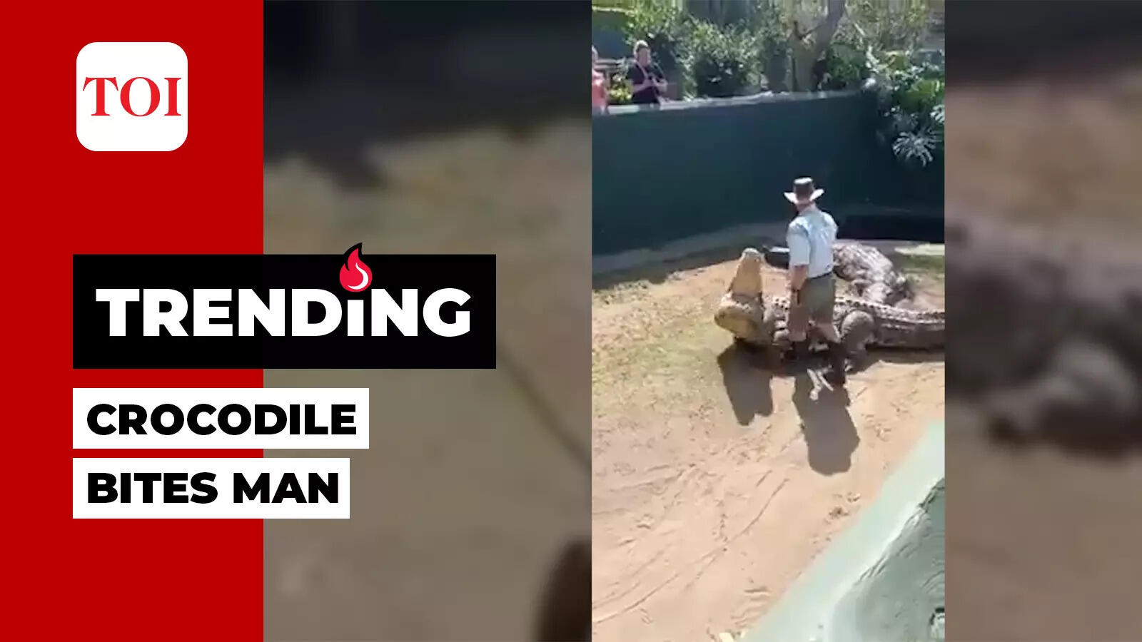 Viral video: The moment a 16-feet crocodile attacked its handler