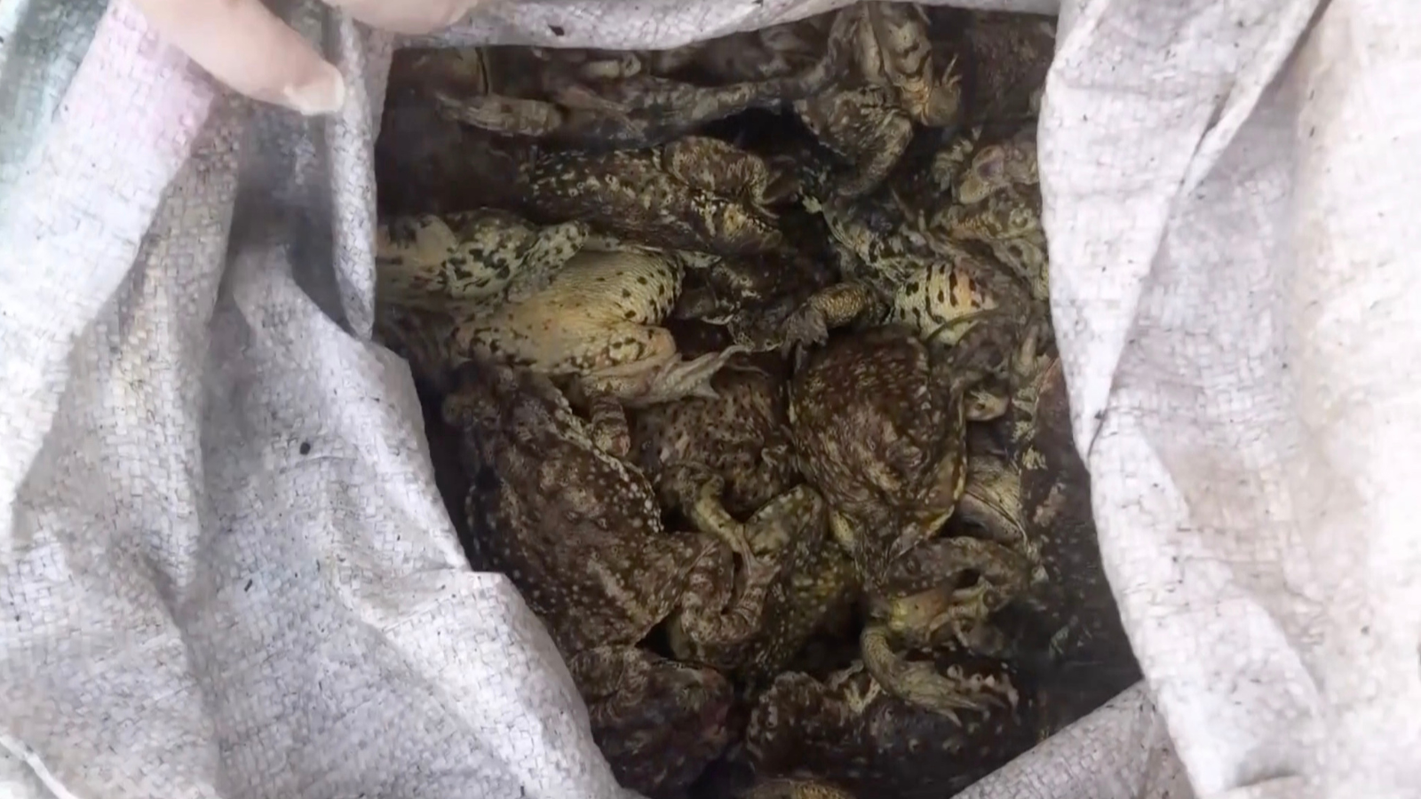 10,000 illegally hunted toads released into nature by Shanghai Police