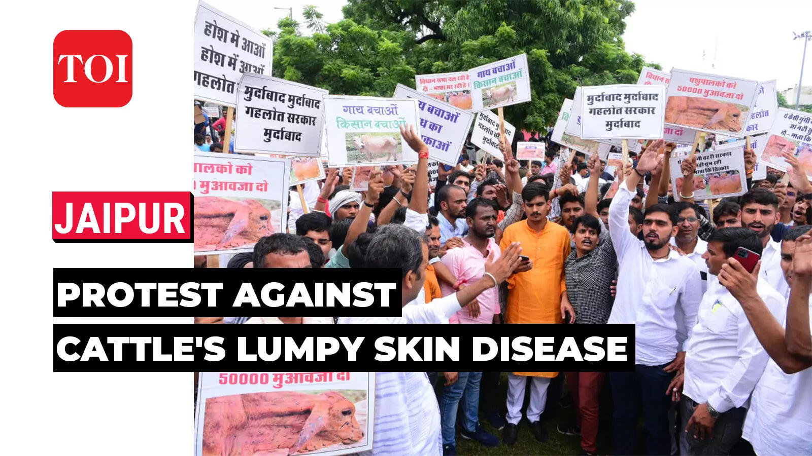Jaipur: BJP leaders hold protest against lumpy skin disease, demand ...
