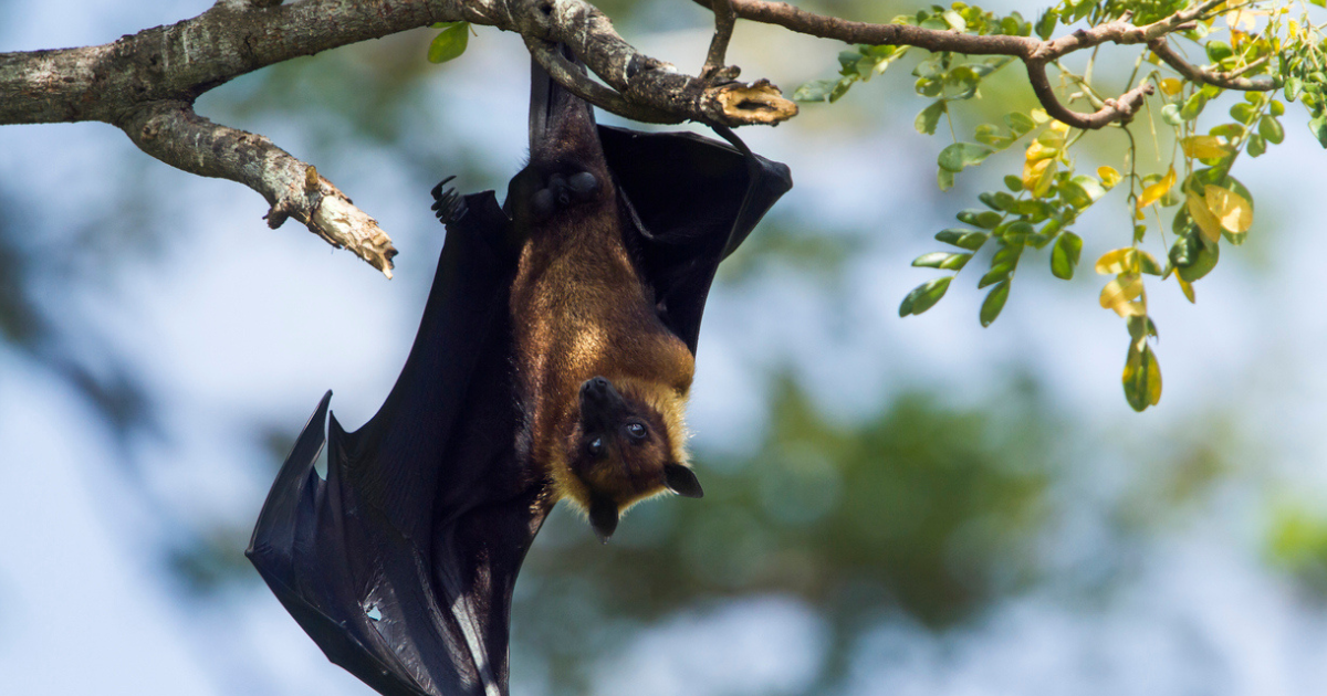 COVID-like virus, Khosta 2, found in Russian bats; scientists say ...