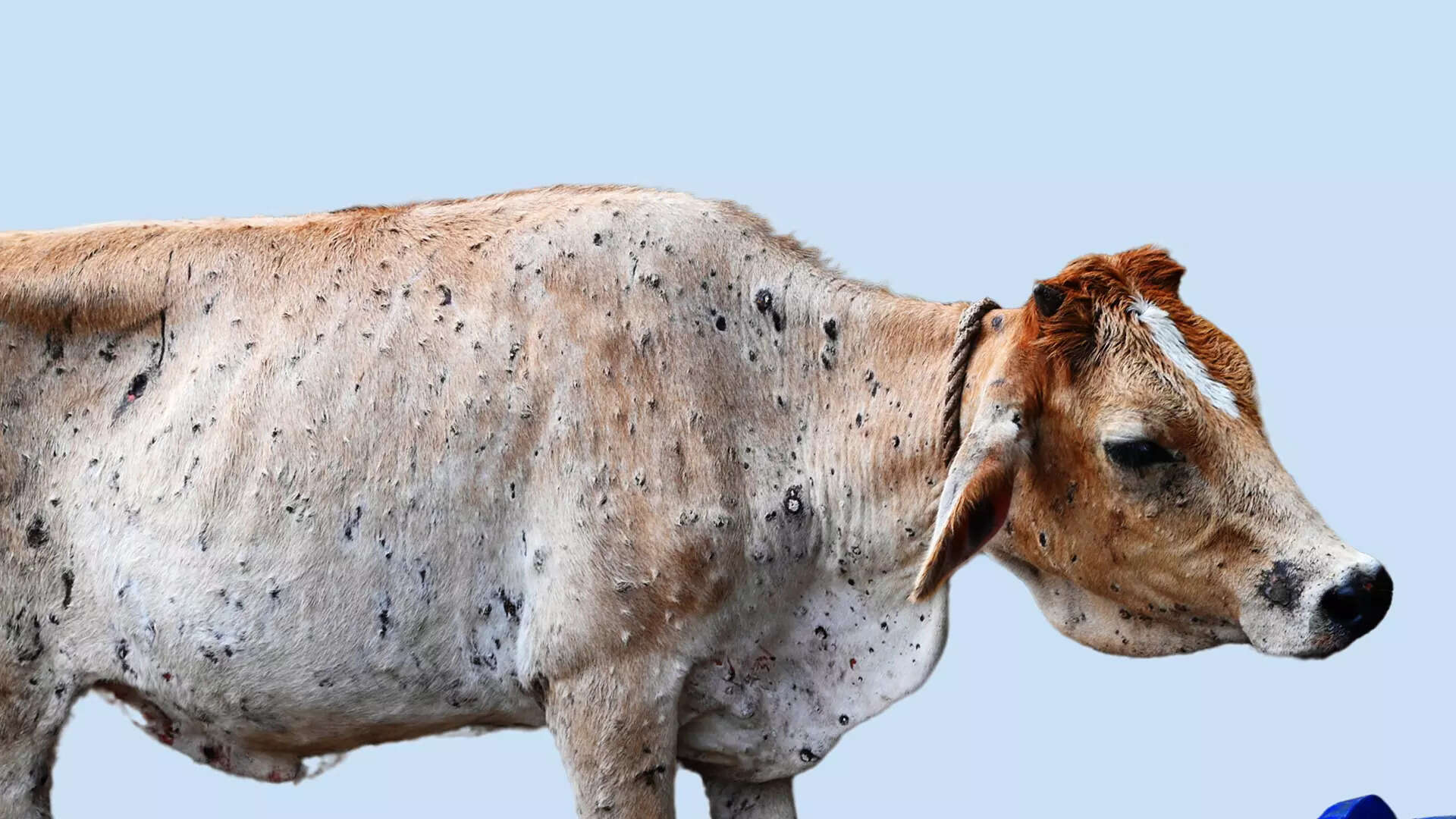 Lumpy Skin Disease: How it spreads Lumpy Skin Disease: How it spreads