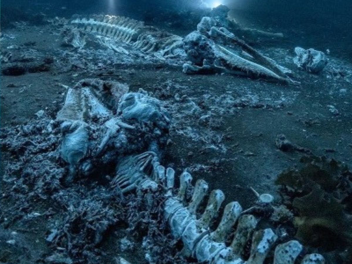 There is a whale graveyard! And a photographer shared some stunning ...