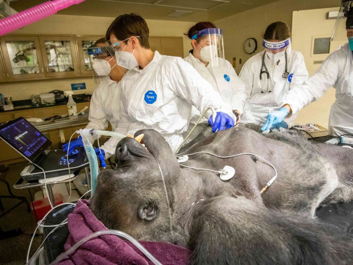 A gorilla holding a nurse's hand while undergo a health check-up ...