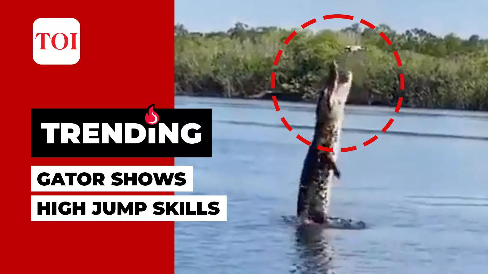 Viral video: Crocodile jumps high in the air to catch a flying drone