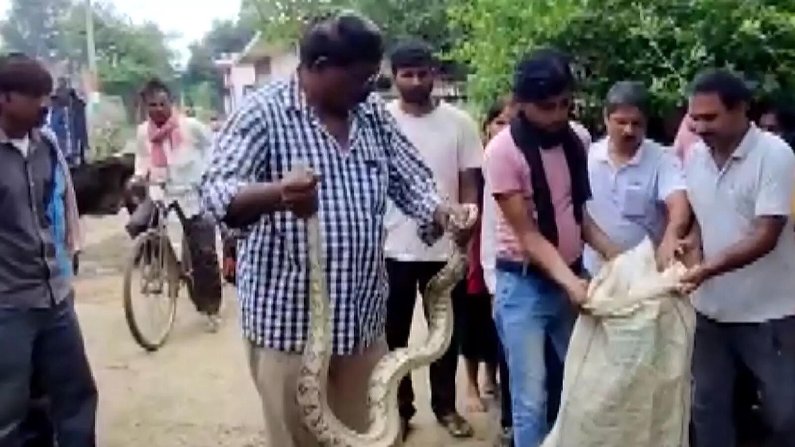 Uttar Pradesh: 8-feet long python rescued by the forest department in ...
