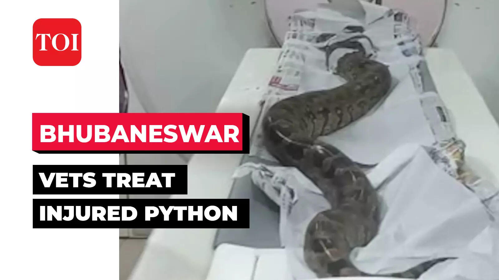 Odisha: 9.5-ft-long injured python undergoes CT scan in Bhubaneswar