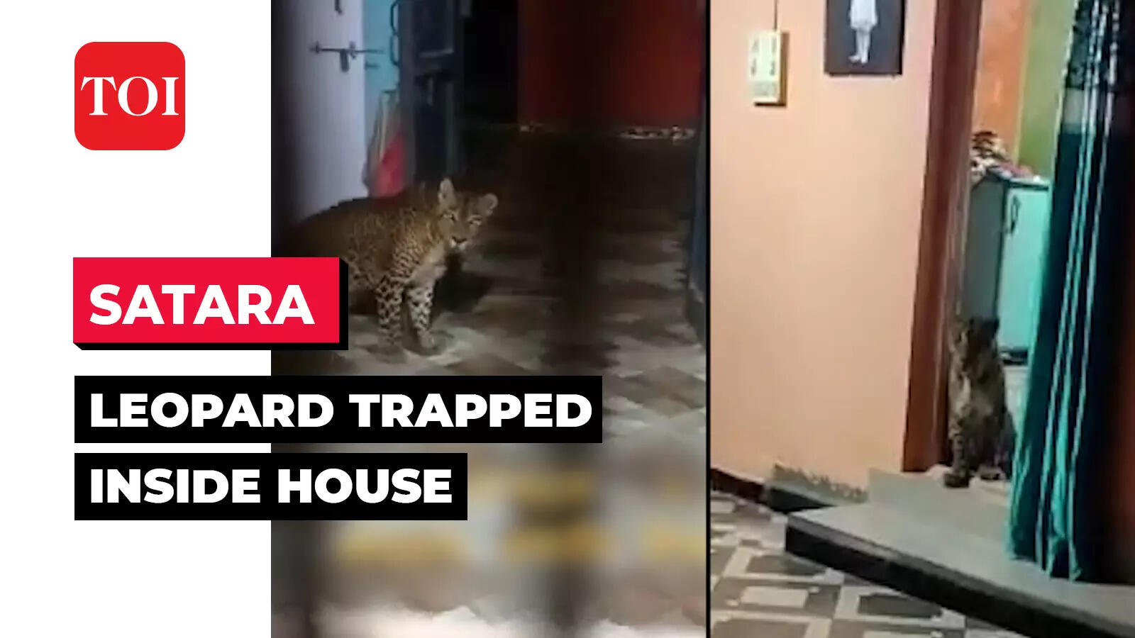 Maharashtra: Leopard enters house while chasing dog in Satara, trapped by forest department