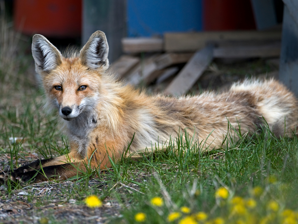 Zodiac signs who are sly and over smart