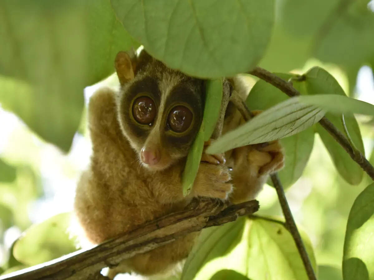 First in India, a sanctuary for slender loris in Tamil Nadu | Times of ...