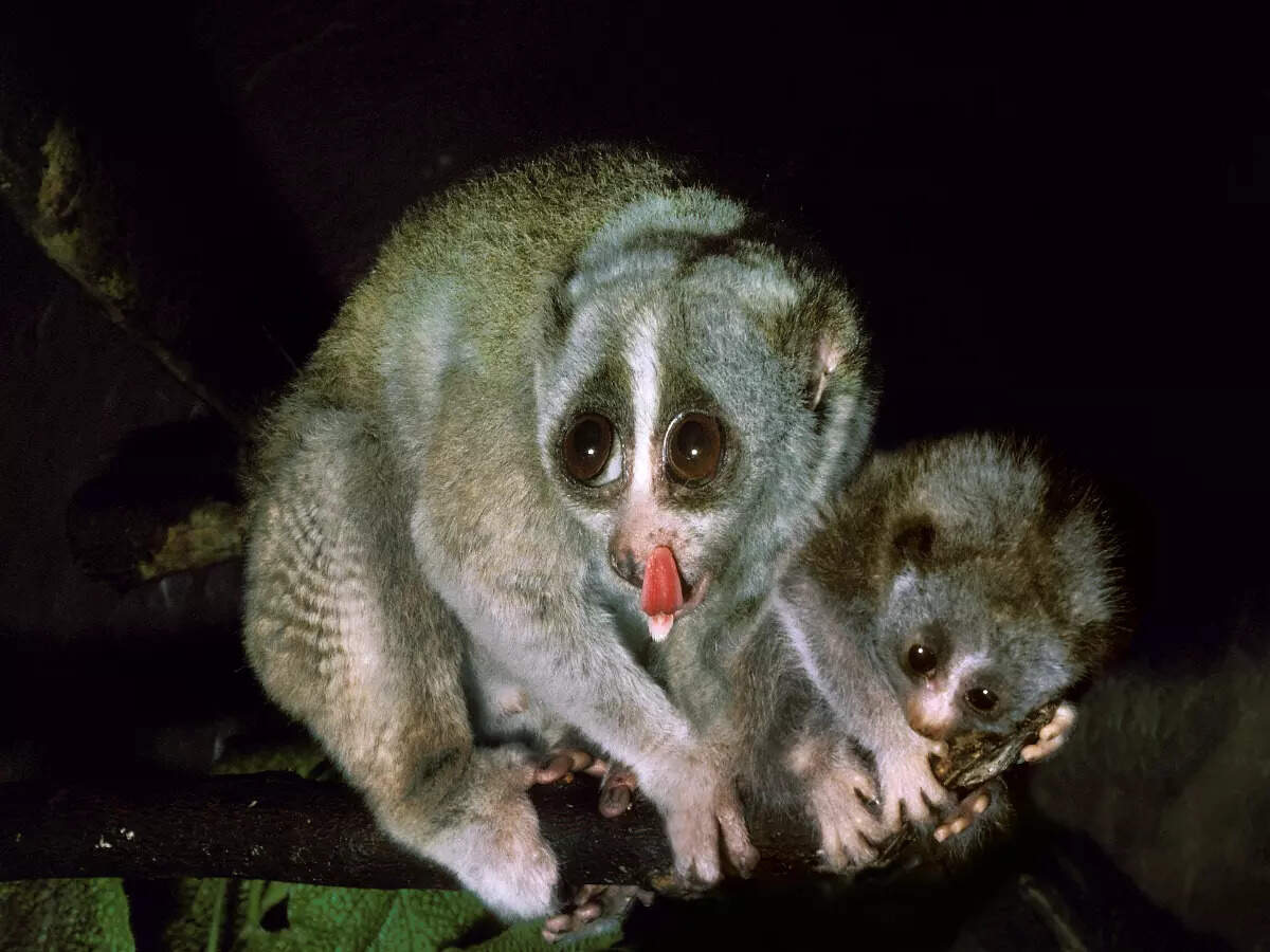 First in India, a sanctuary for slender loris in Tamil Nadu | Times of ...