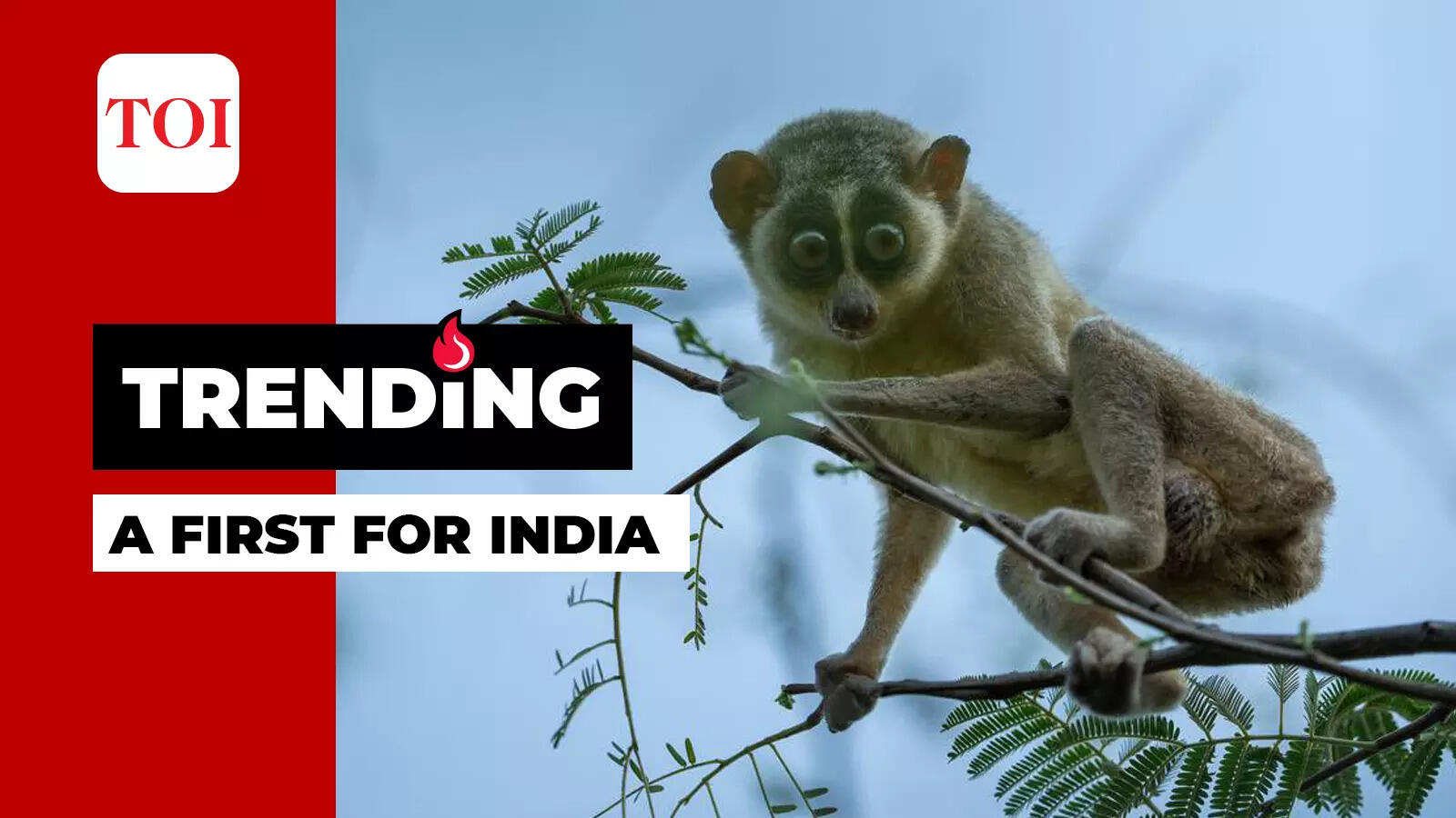 Good News: Tamil Nadu notifies first Slender Loris Sanctuary of India