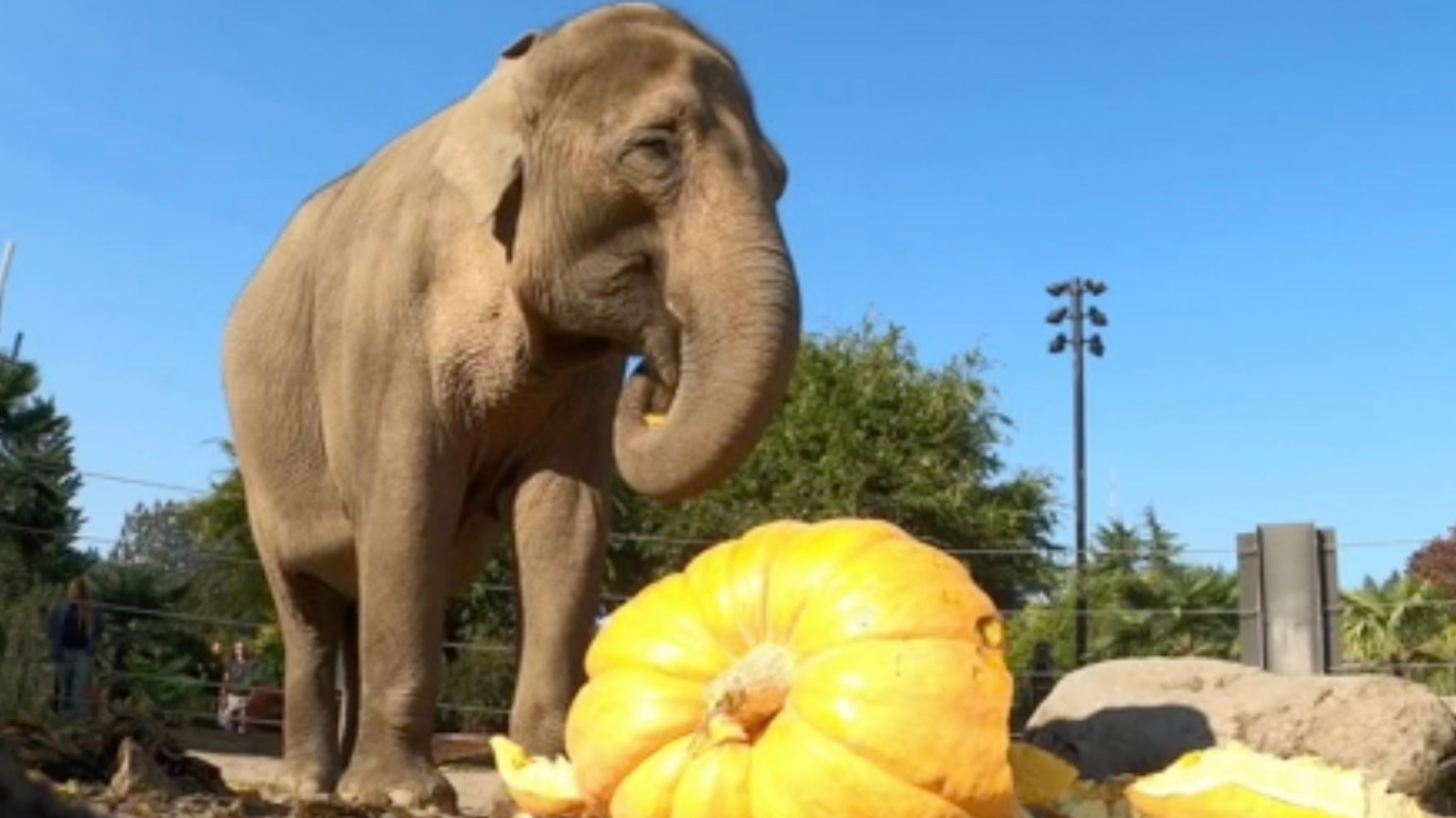Oregon Zoo elephants snack on giant pumpkins
