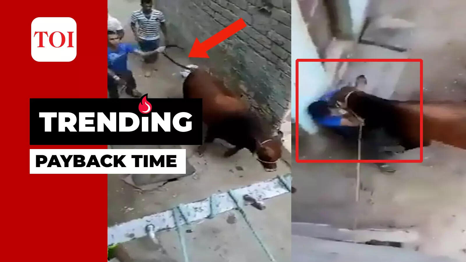 Instant Karma: Man pays almost immediately for kicking cow