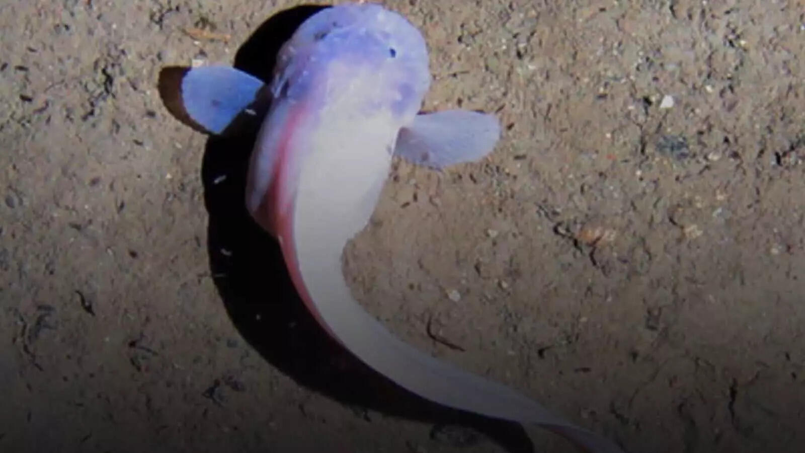Research: New species of deep-sea fish discovered in Atacama Trench