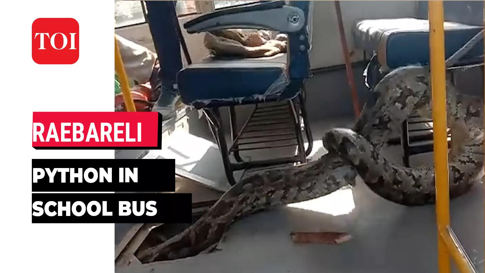 Giant python rescued from a school bus in UP's Raebareli