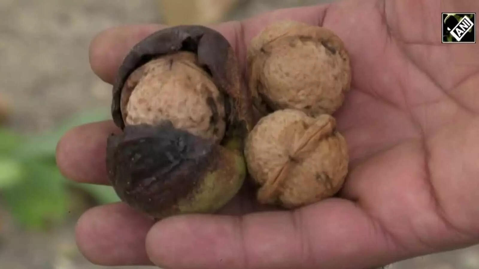 Timely rainfall boosts Walnut crop production in Kashmir