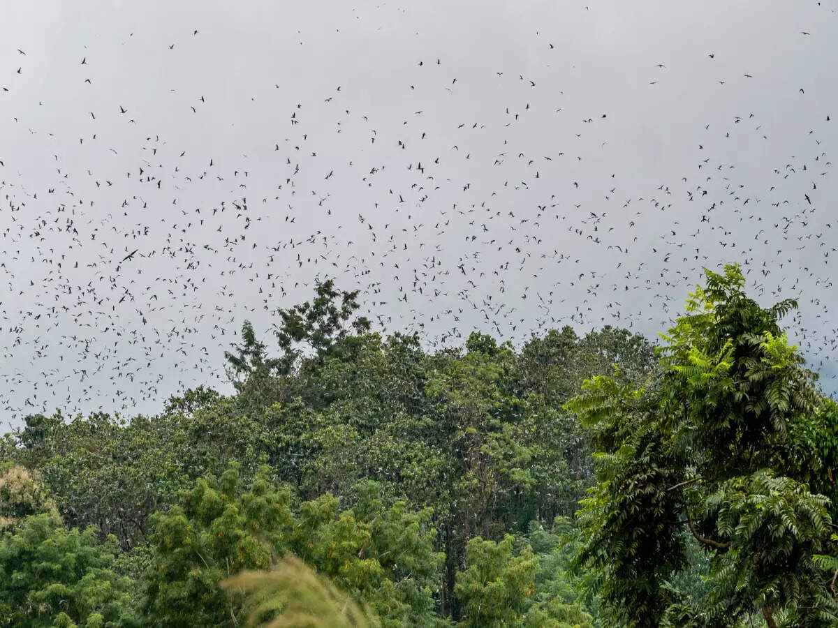 Witness the annual Amur falcon migration in Nagaland, Manipur and Assam ...
