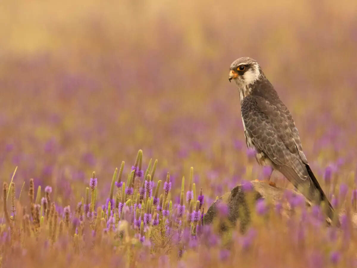 Witness the annual Amur falcon migration in Nagaland, Manipur and Assam ...