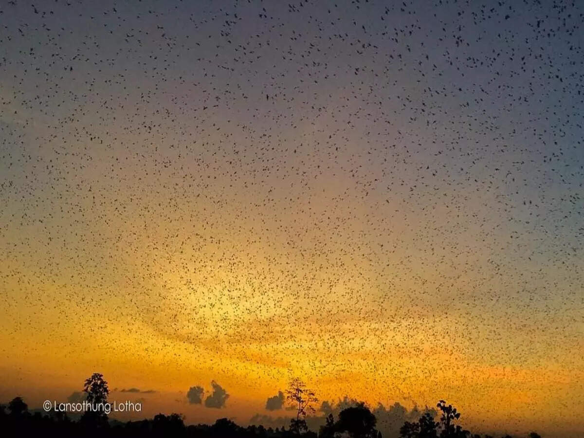 Witness the annual Amur falcon migration in Nagaland, Manipur and Assam ...