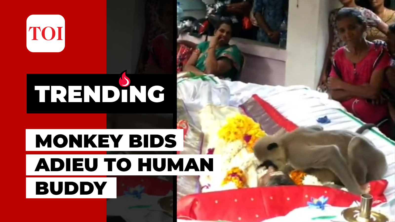 Viral video: Monkey attends funeral of man who used to feed it, nudges ...