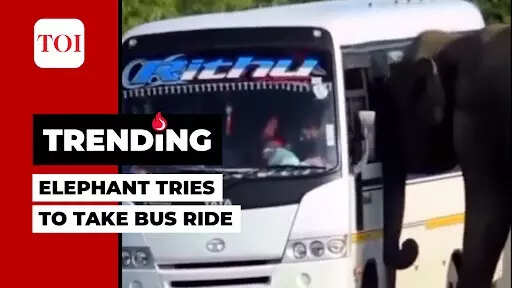 Watch: Elephant tries to board tourist bus, see what happens next