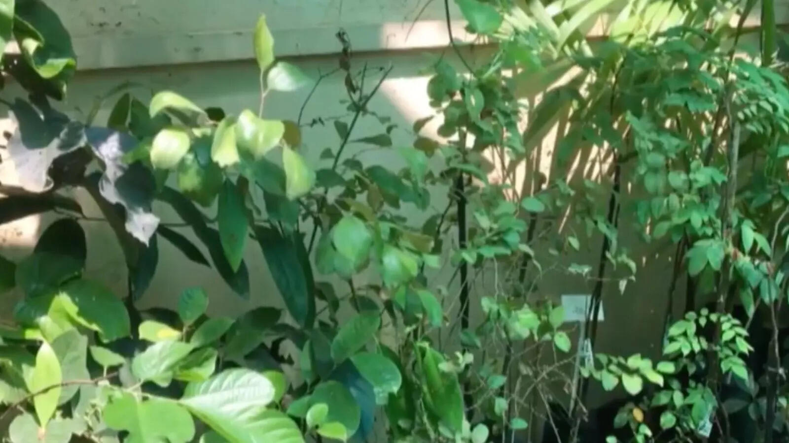 Kerala: Congress MLA Job Michael inaugurates National Ayurvedic Day in ...