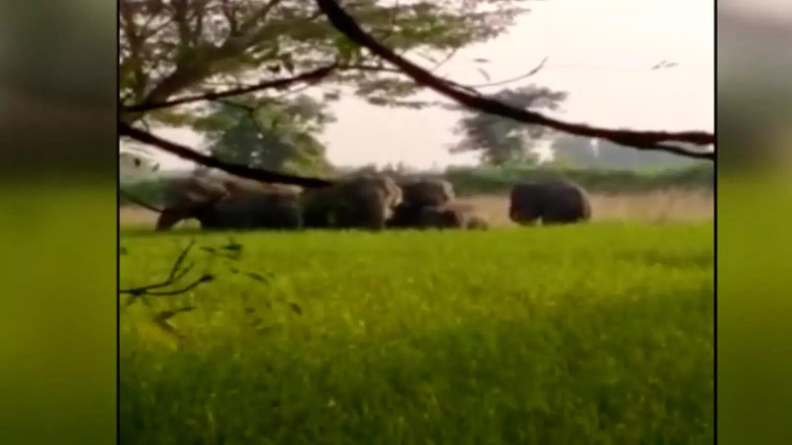 Andhra Pradesh: 4 elephants destroy crops in Srikakulam