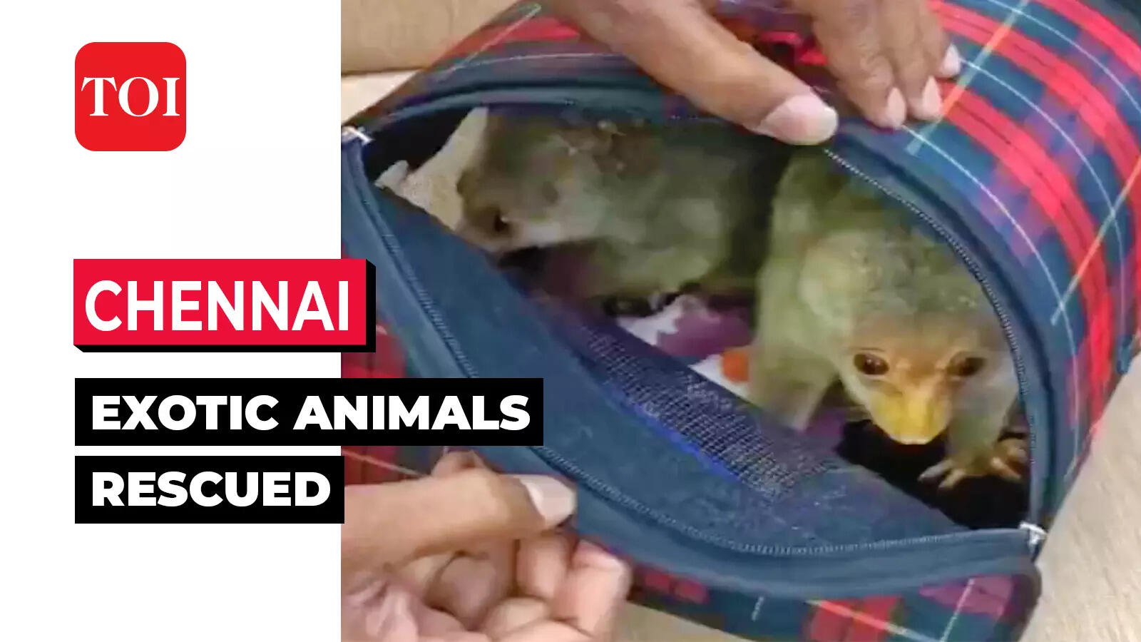Chennai Customs seize 5 exotic animals hidden in check-in baggage