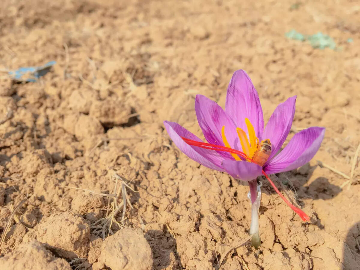 Saffron Festival in Kashmir: Get ready for Saffron Festival, Houseboat ...