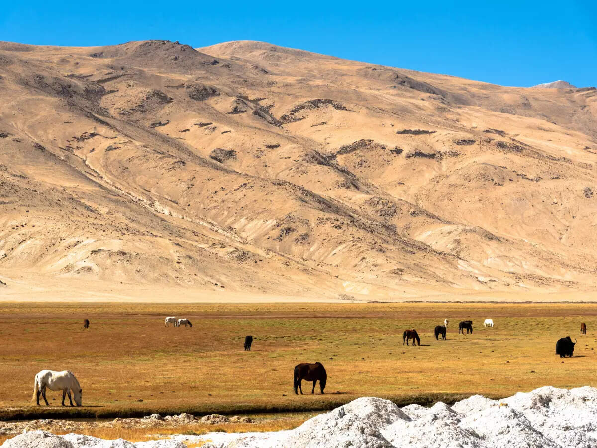 Puga Valley and things that make it an amazing tourist hotspot | Times of India Travel