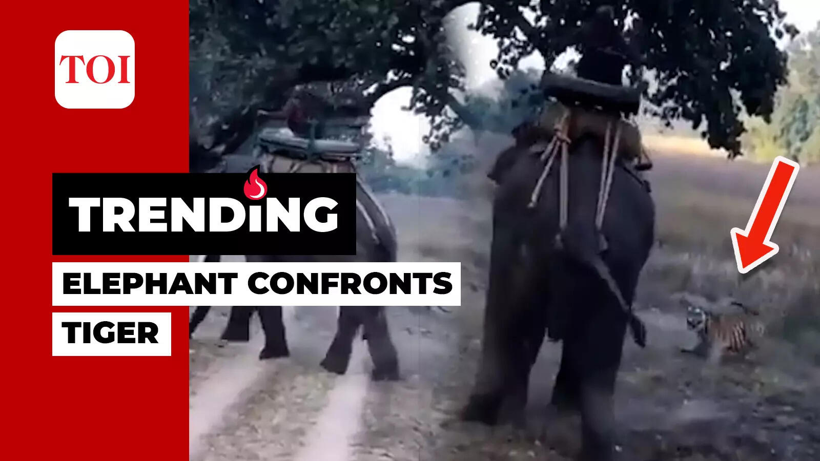 viral video: Scary moment: When a tiger attacks an elephant and its mahout