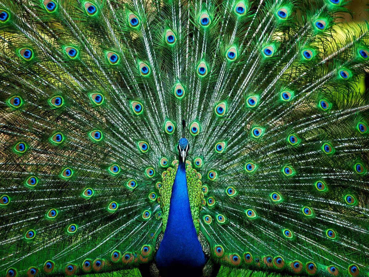 Maharashtra’s Morachi Chincholi village is a peacock haven | Times of ...