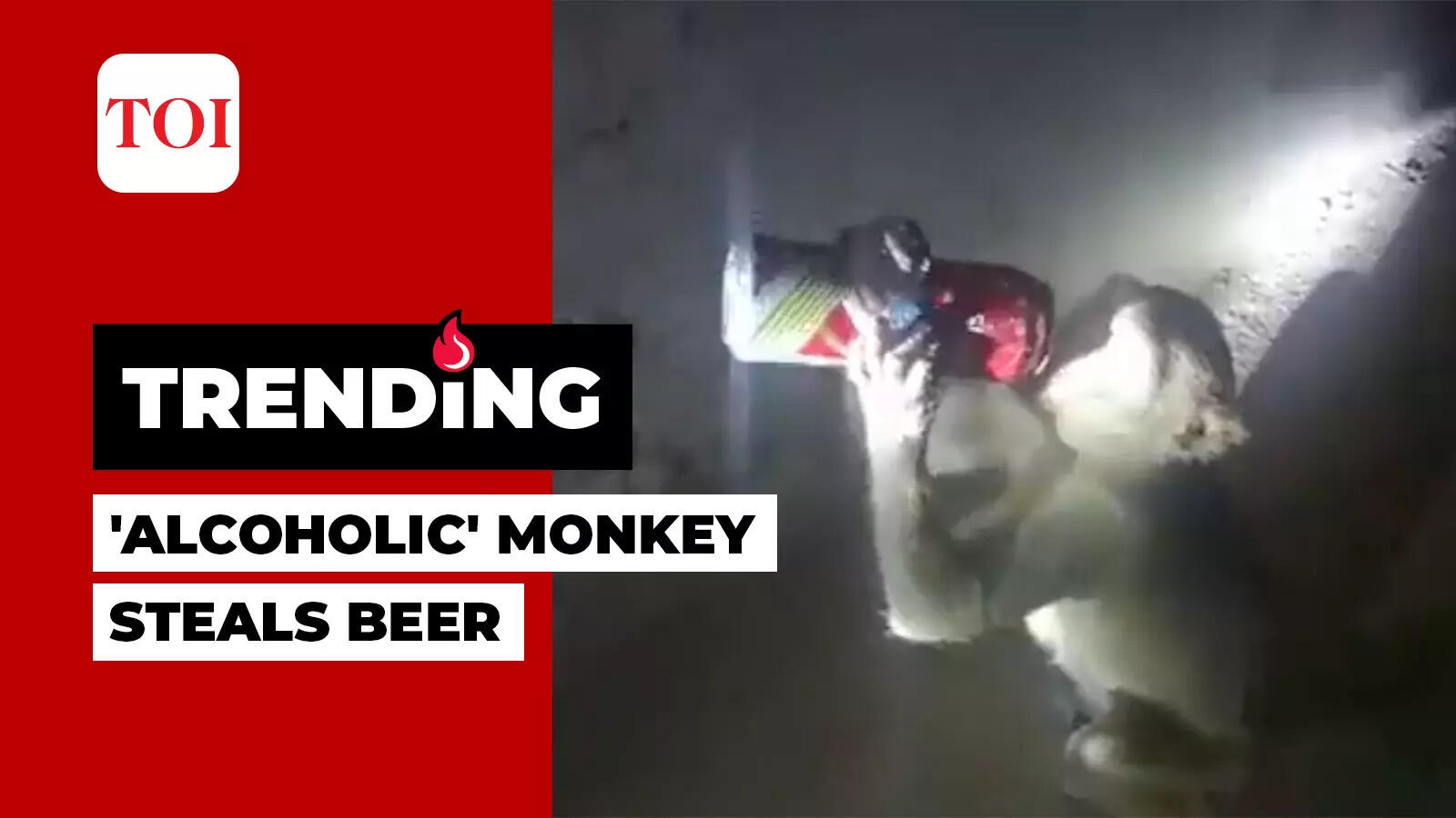 Viral video: Monkey drinks beer at wine shop in UP's RaeBareli