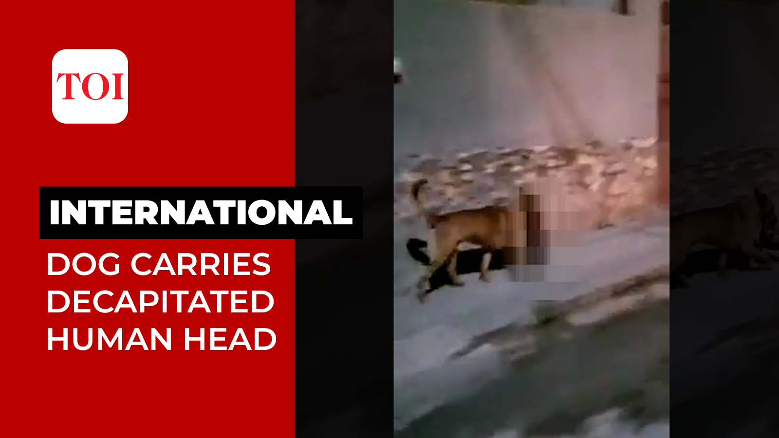 Viral video: Dog runs with human head in its mouth in Mexico