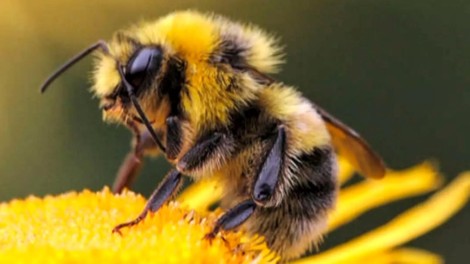 Study finds how physical traits of flowers affect health of bumble bees